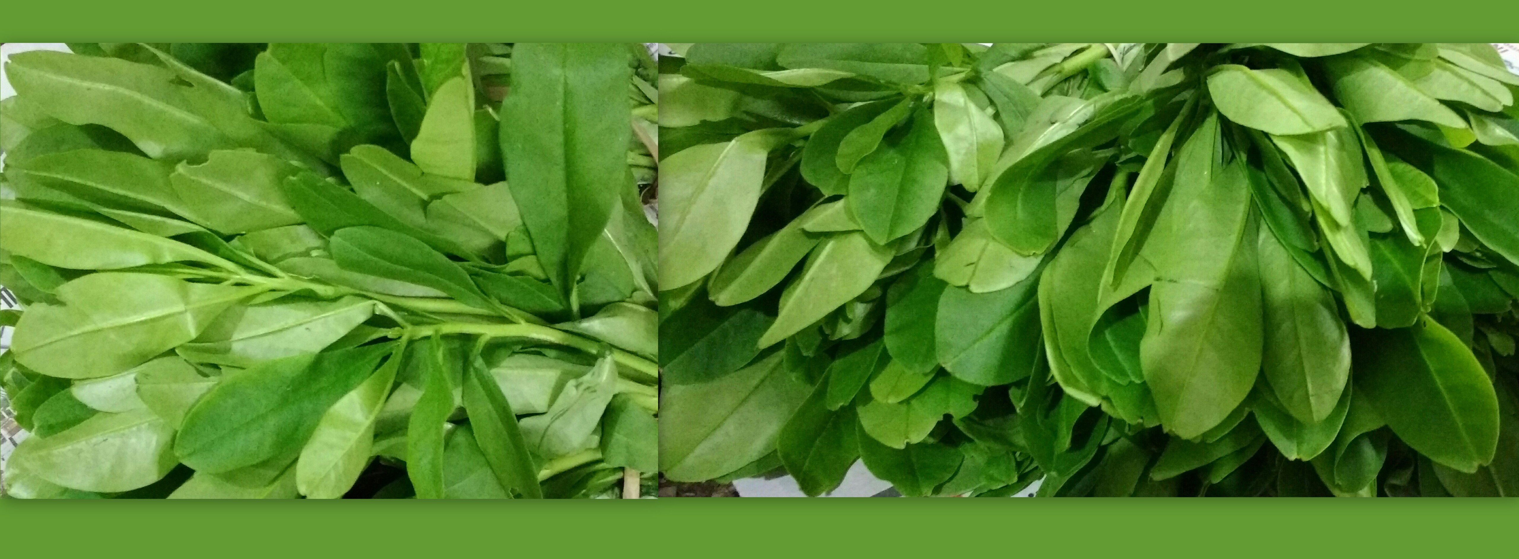 Waterleaf: A Medicinal Herb – Spicy Goodies