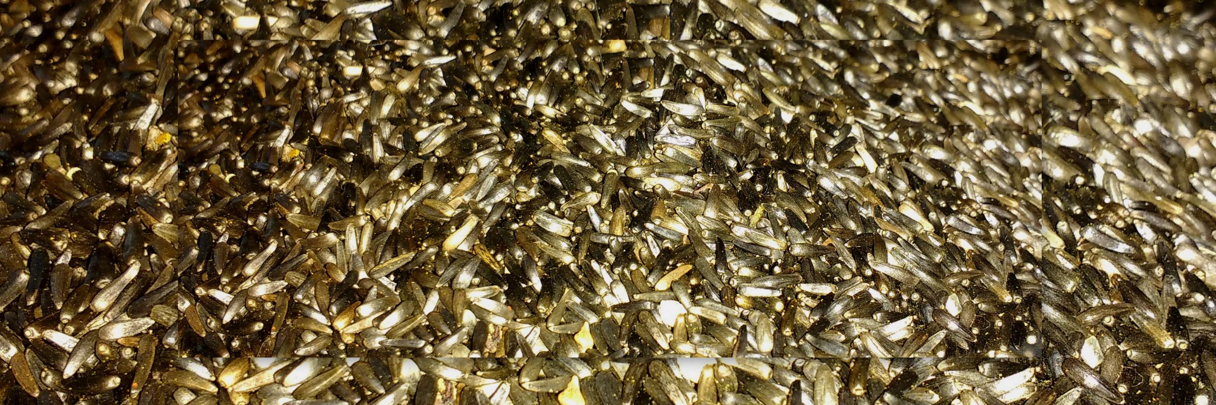 Niger Seeds: Ramtil/ Ramtilla in Hindi – Spicy Goodies