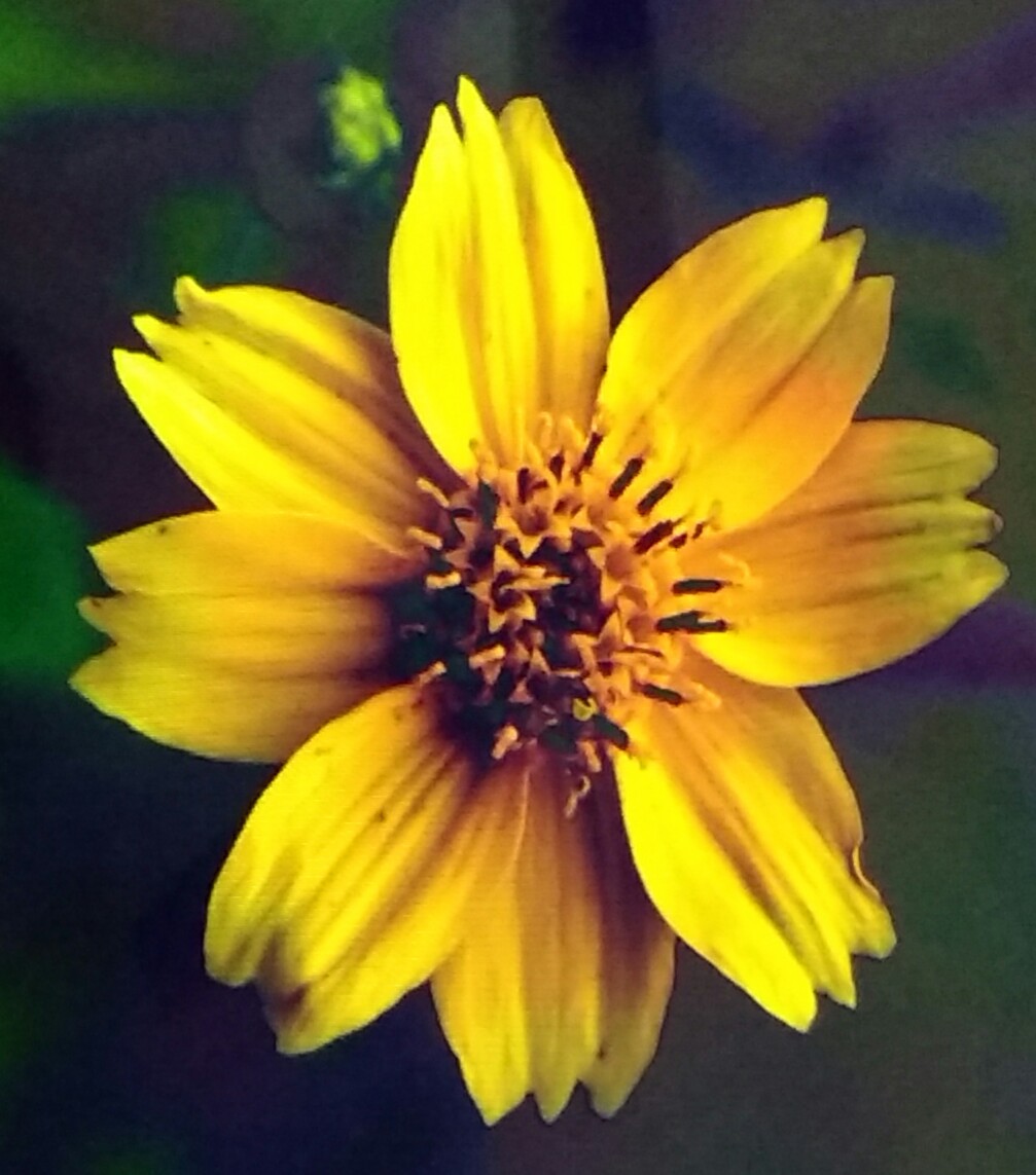 Niger Seeds: Ramtil/ Ramtilla in Hindi – Spicy Goodies