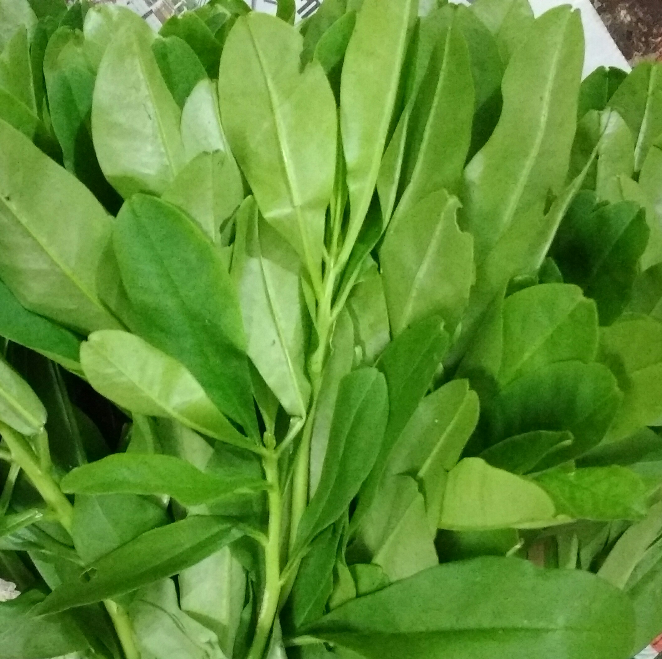 Waterleaf: A Medicinal Herb – Spicy Goodies